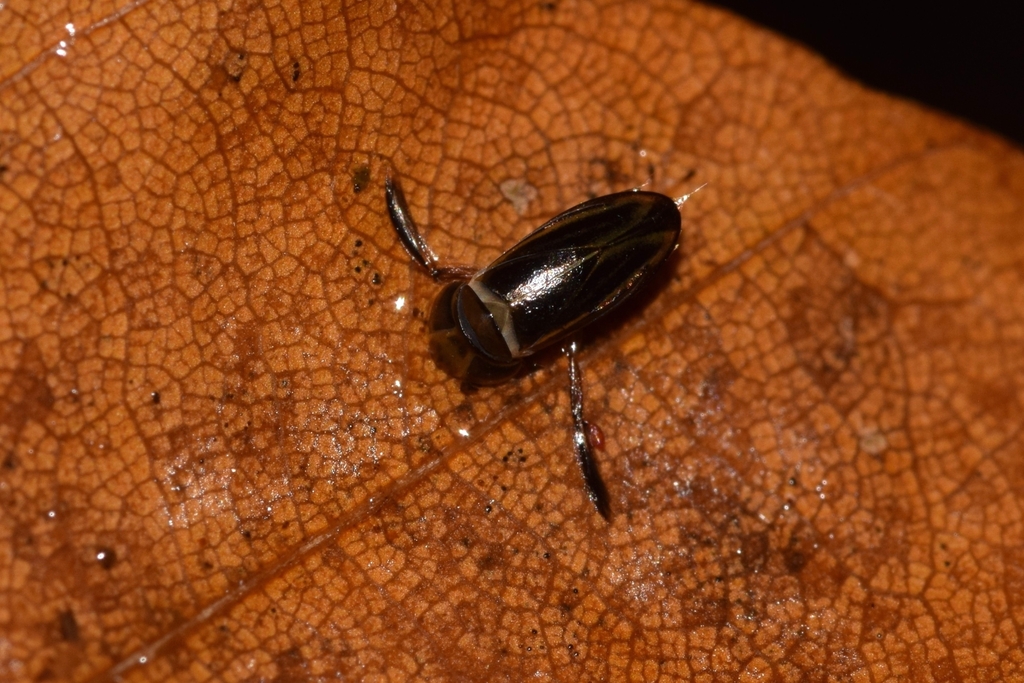 Cymatia coleoptrata from 3283+V5, 29646 Bispingen, Deutschland on ...