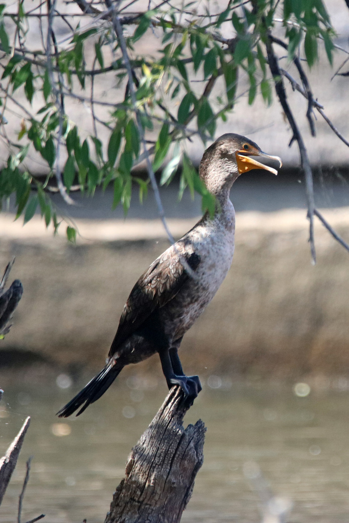 Double-crested Cormorant from 80904, Colorado Springs, CO, US on July ...