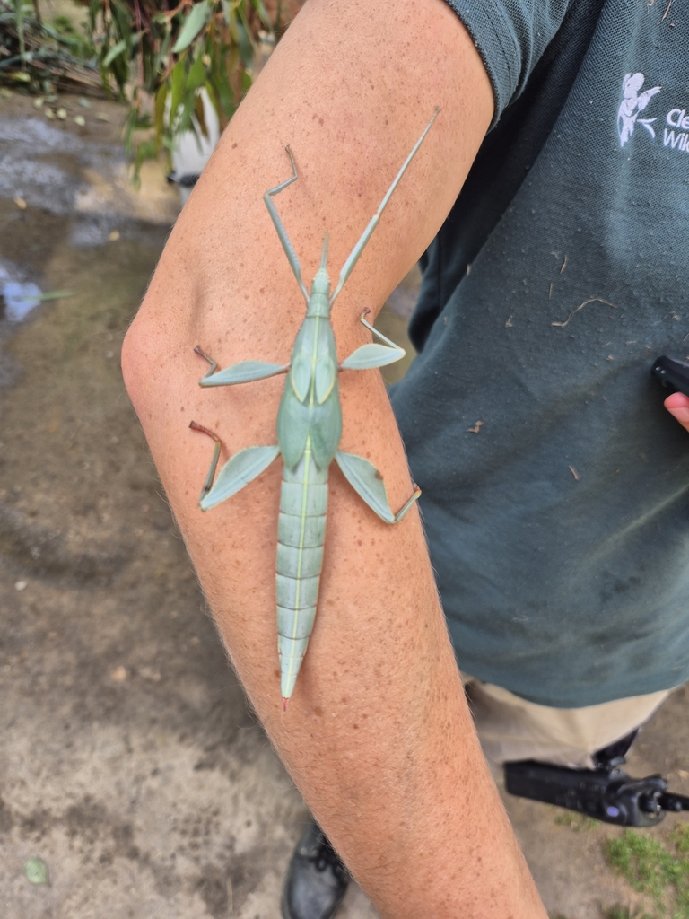 Children’s Stick Insect from Cleland SA 5152, Australia on November 25 ...