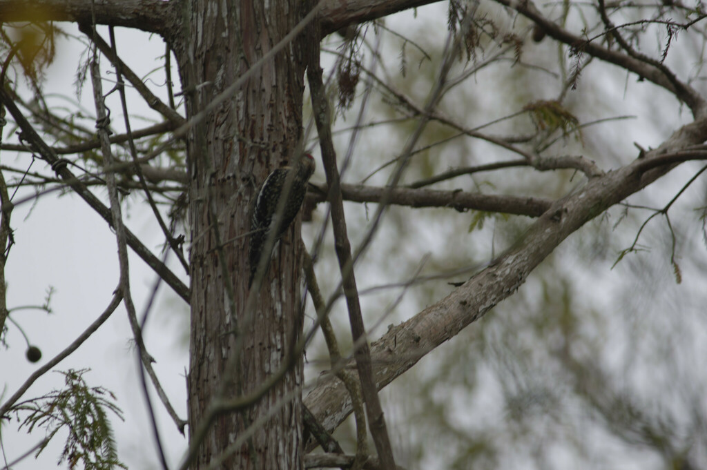 Yellow-bellied Sapsucker from Harris County, TX, USA on December 19 ...