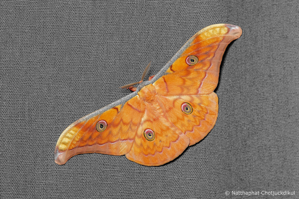 Oak Tasar Silk Moth from Suan Phueng District, Ratchaburi, W Thailand ...