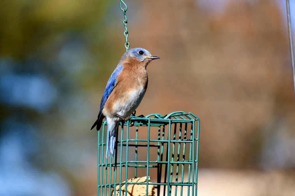 Eastern Bluebird in December 2024 by Courtney Ables · iNaturalist