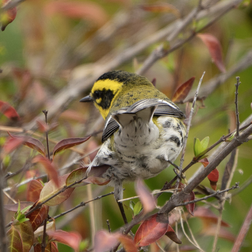 Townsend's Warbler from Elsie Roemer Bird Sanctuary, Alameda, CA 94501 ...