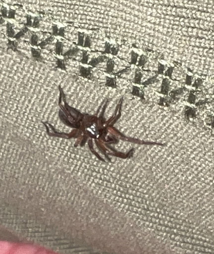 RTA Clade Spiders from Garrettsville, OH, US on December 23, 2024 at 03 ...