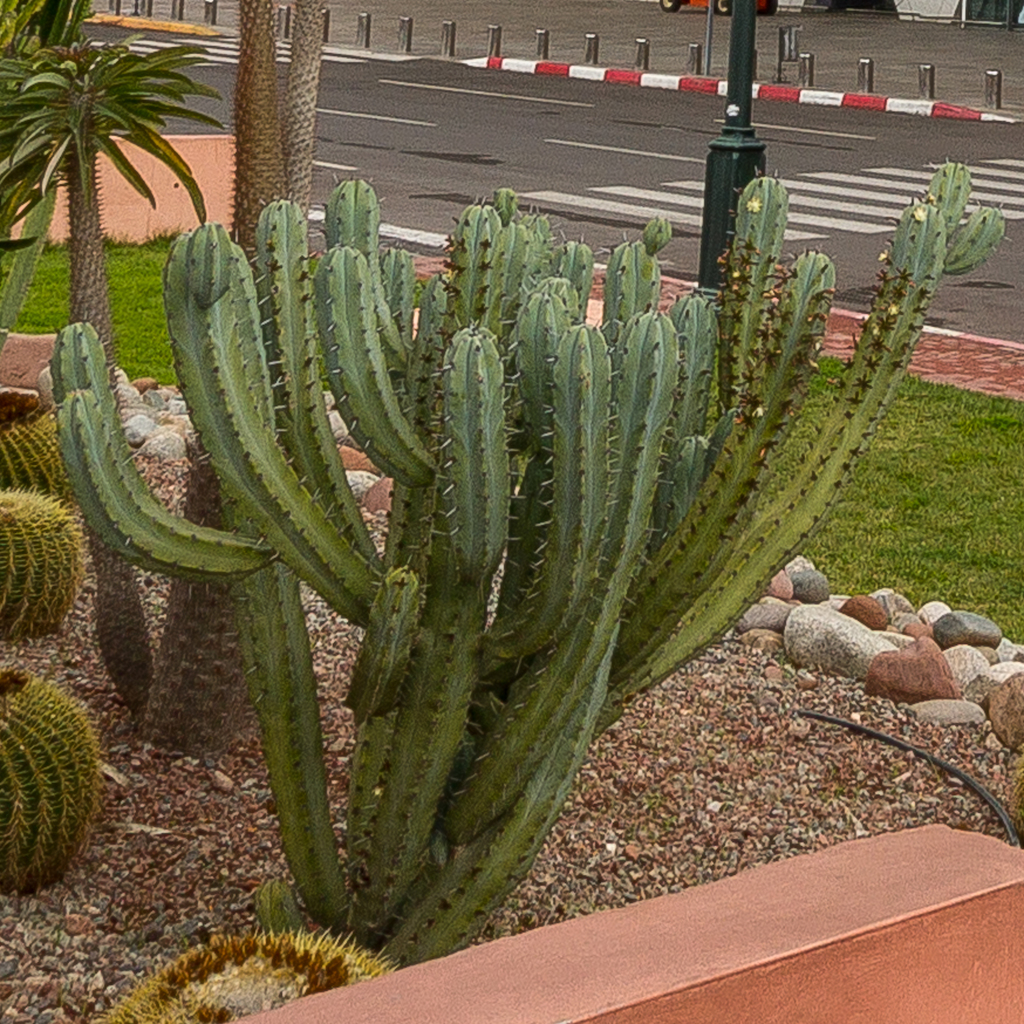 Blue Myrtle-cactus in March 2016 by S-Y-R · iNaturalist