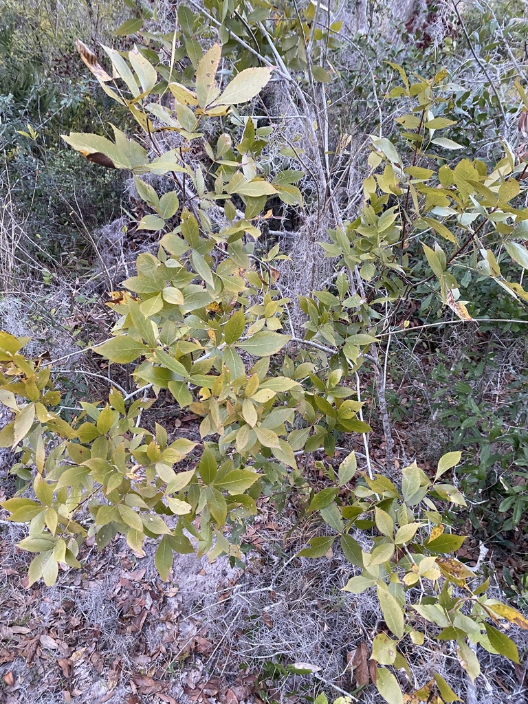 Scrub Hickory from Manatee County, FL, USA on December 22, 2024 at 05: ...