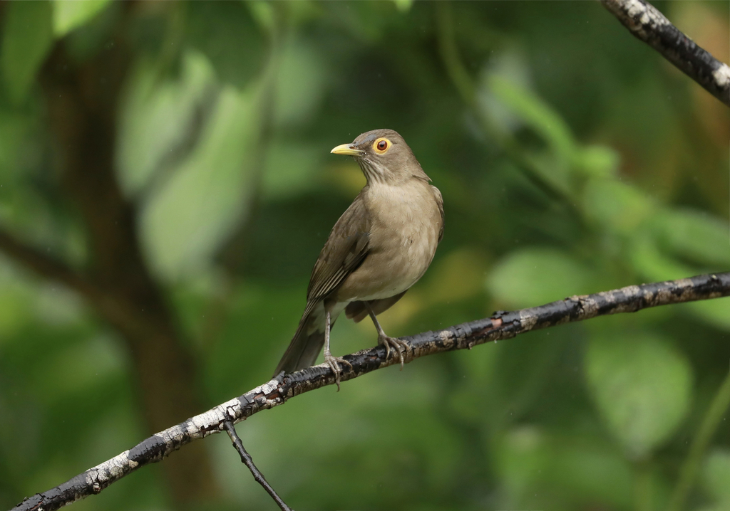 Spectacled Thrush from Arima, Borough of Arima, Trinidad and Tobago on ...
