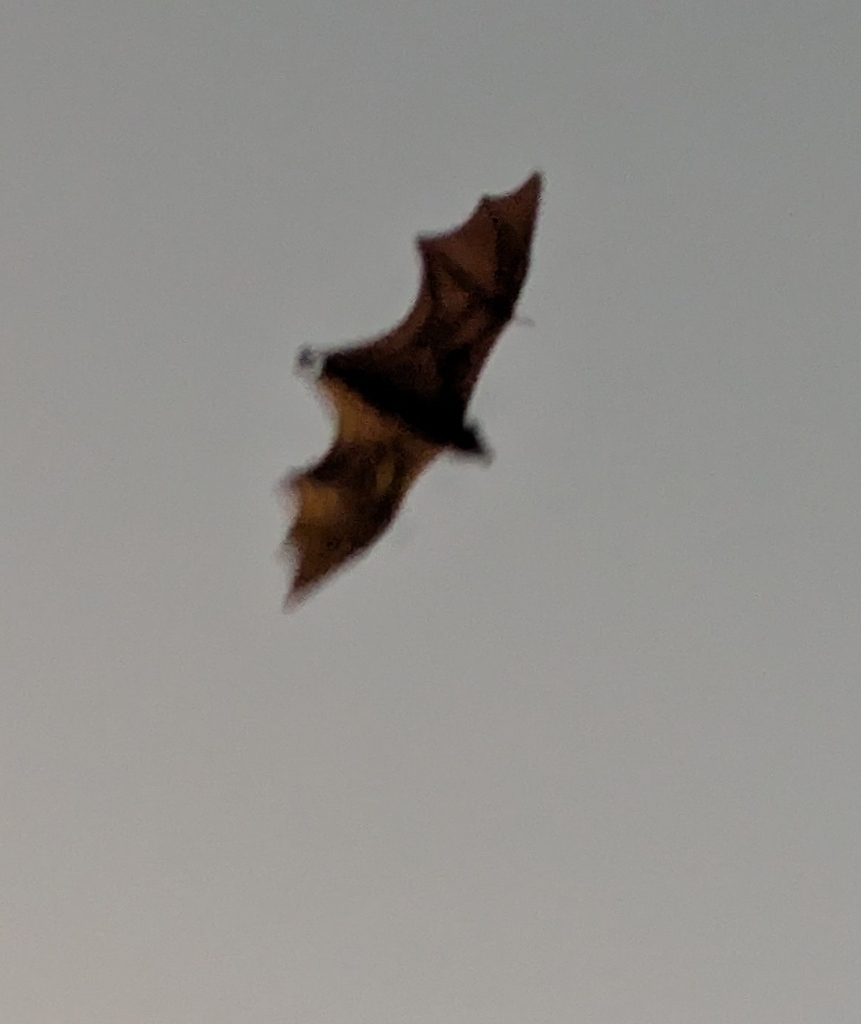 Flying-foxes from Rowes Bay QLD, Australia on December 23, 2024 at 07: ...
