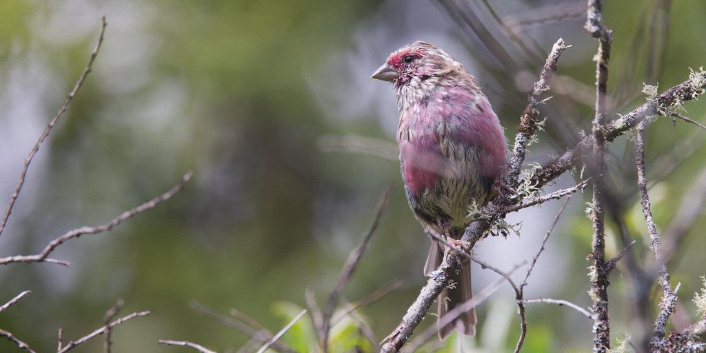 Chinese White-browed Rosefinch from 中国四川省阿坝藏族羌族自治州九寨沟县 on August 30 ...