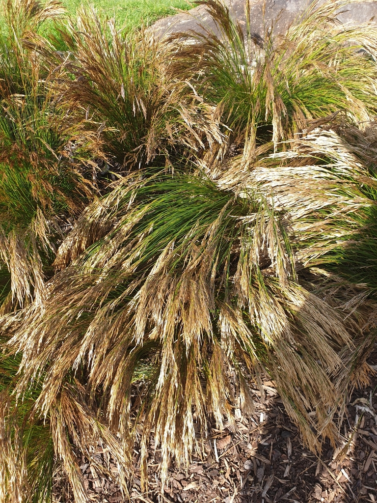 Restio festuciformis from The Gardens, Auckland, New Zealand on July 24 ...