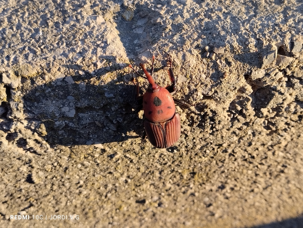 Red Palm Weevil from Alacuás, Valencia, España on December 24, 2024 at ...