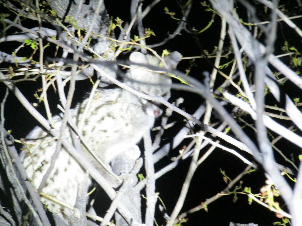 Southern Small-spotted Genet from C35, Kamanjab, Namibia on December 17 ...