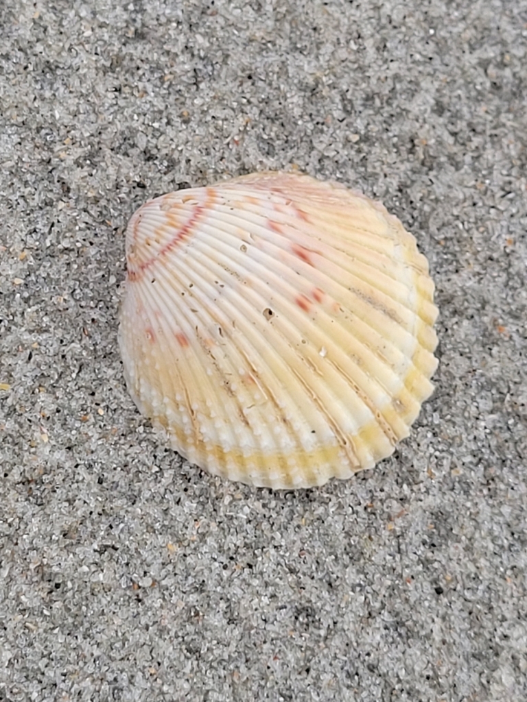 Yellow Prickly Cockle from Horry County, US-SC, US on December 24, 2024 ...