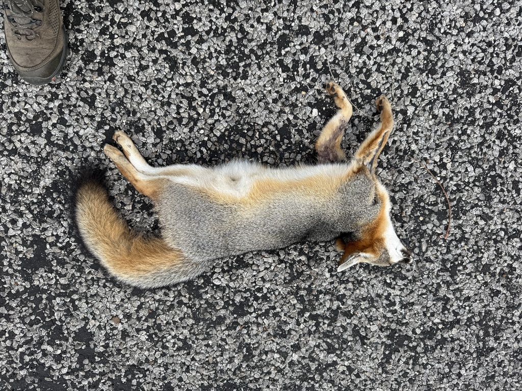 Gray Fox from Hords Creek, Coleman, TX, US on December 24, 2024 at 10: ...