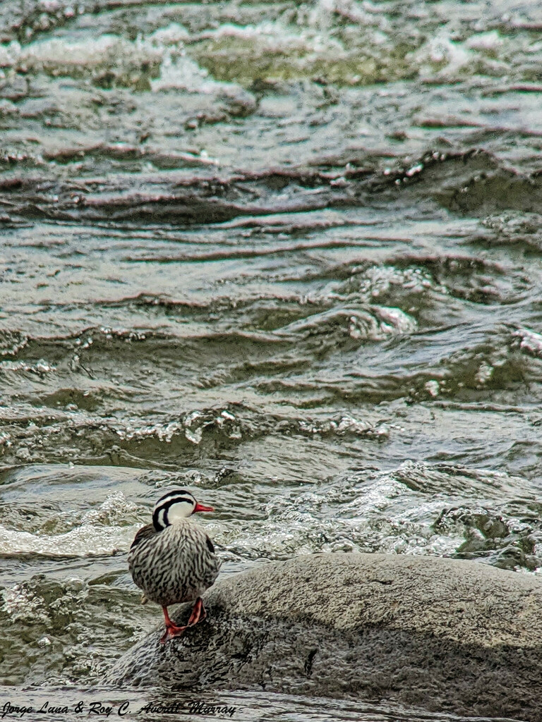 Torrent Duck from Quijos, Ecuador on December 16, 2024 at 04:31 PM by ...