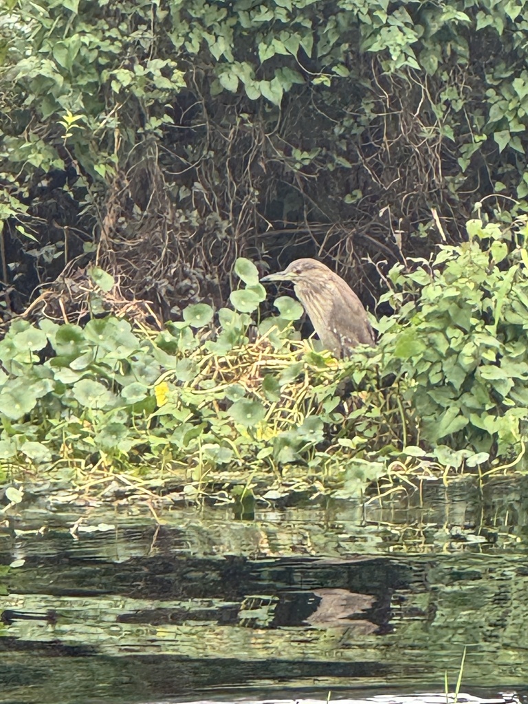 Black-crowned Night Heron from Goat Island, DeBary, FL, US on December ...