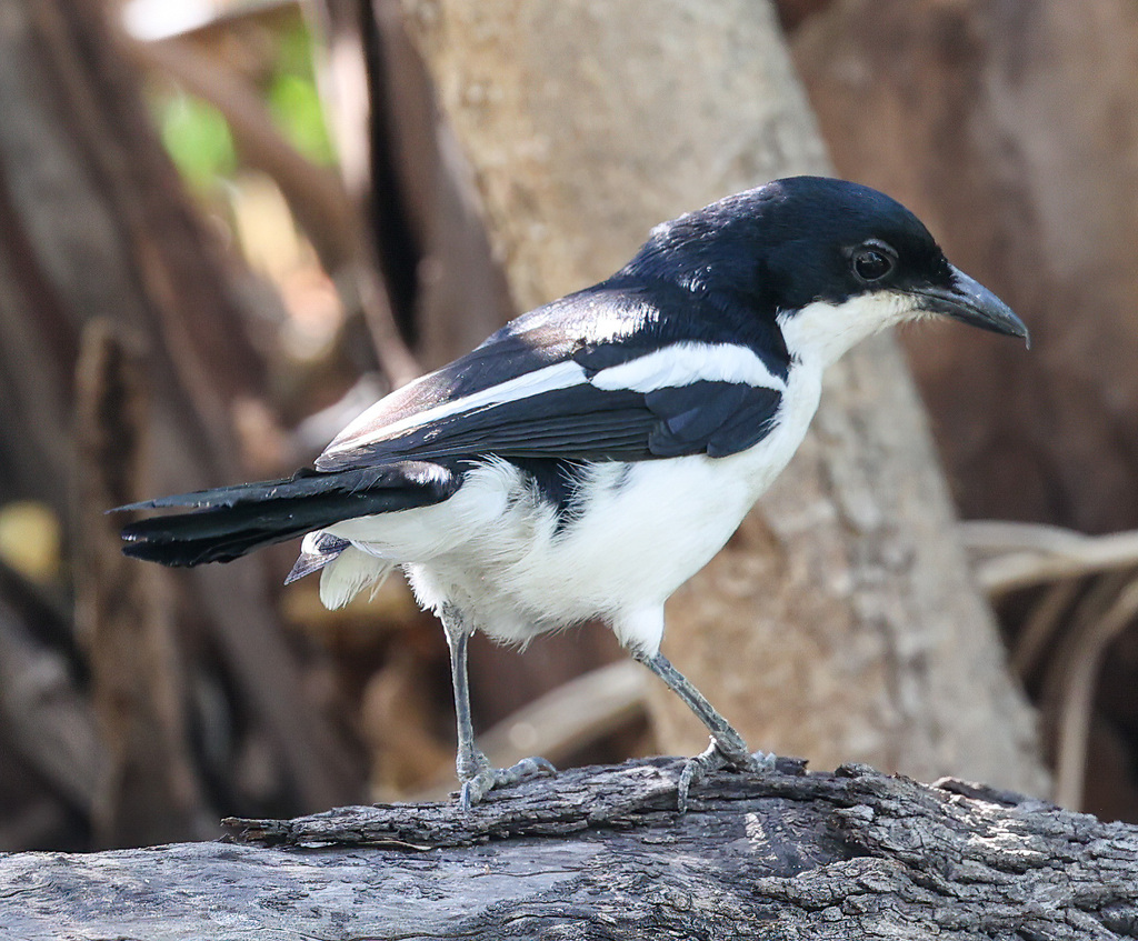 Swamp Boubou from Ngamiland North, Botswana on October 9, 2024 at 10:15 ...