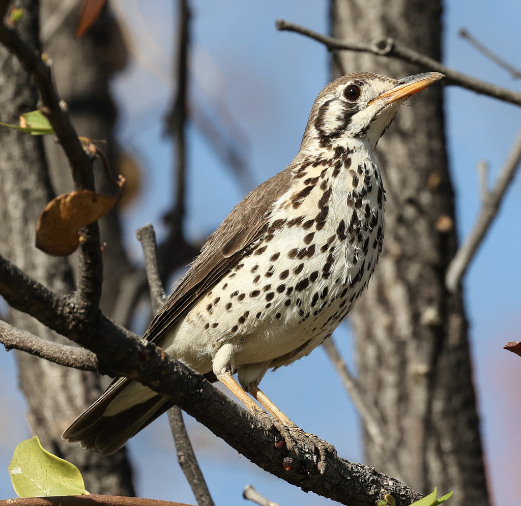 Groundscraper Thrush from Unnamed Road, HXP7+WP9, Omaruru, Namibia on ...