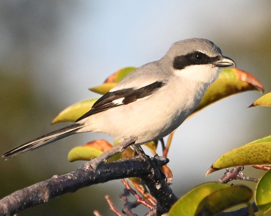 Loggerhead Shrike from Oakland Park, FL, USA on December 23, 2024 at 04 ...