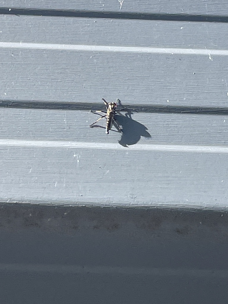 Orthorrhaphan Flies from Casuarina Dr, Frankston South, VIC, AU on ...