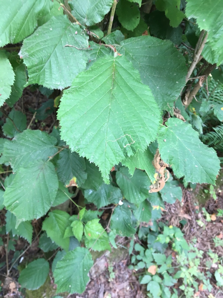 common hazel from 3378 145A St, Surrey, BC, CA on July 23, 2019 at 06: ...