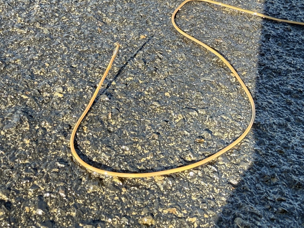 Gordioidea from Old Dougherty Rd, San Ramon, CA, US on December 24 ...