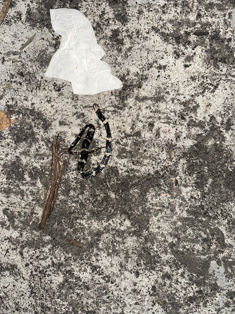 Terrestrial Snail Sucker from Avenida Adolfo López Mateos, Córdoba, Ver ...