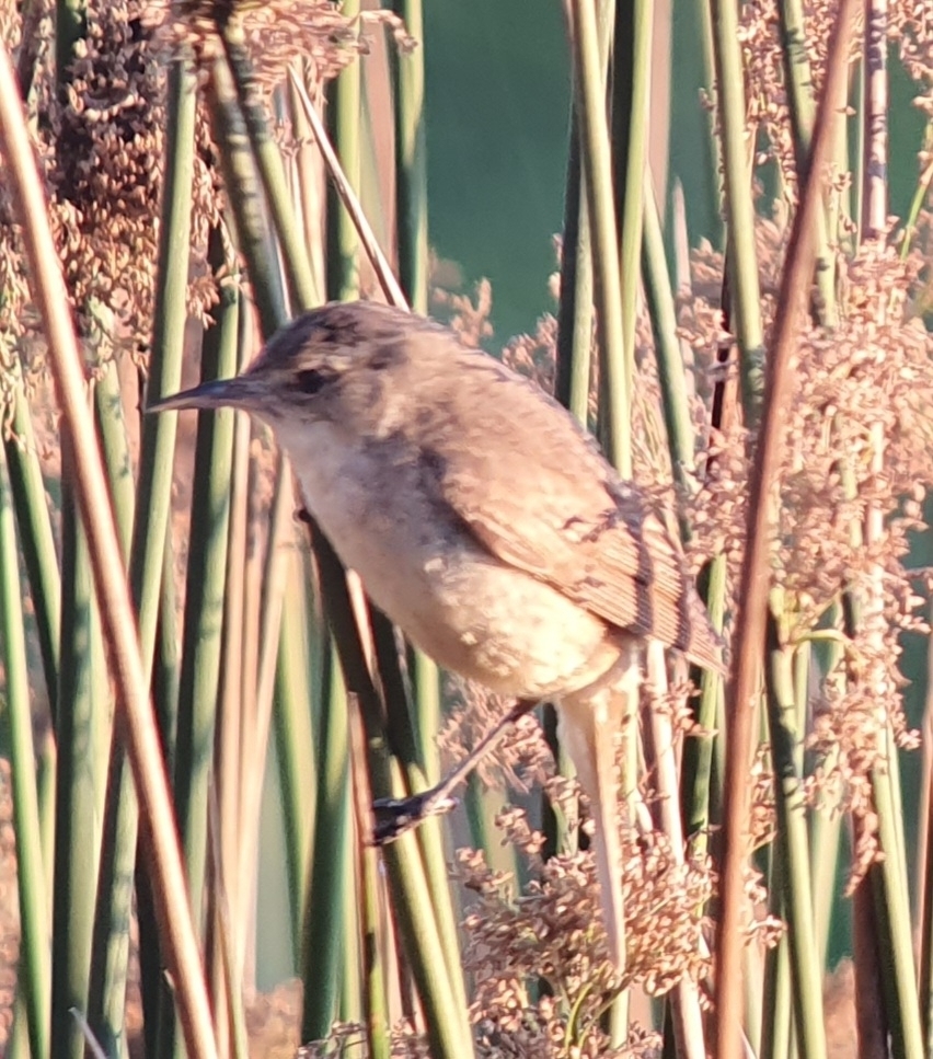 Australian Reed Warbler from 5W9X+GV Reed Beds Bird Hide boardwalk ...