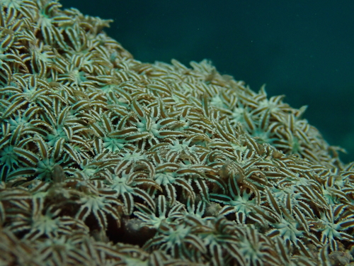 Genus Tubipora · iNaturalist