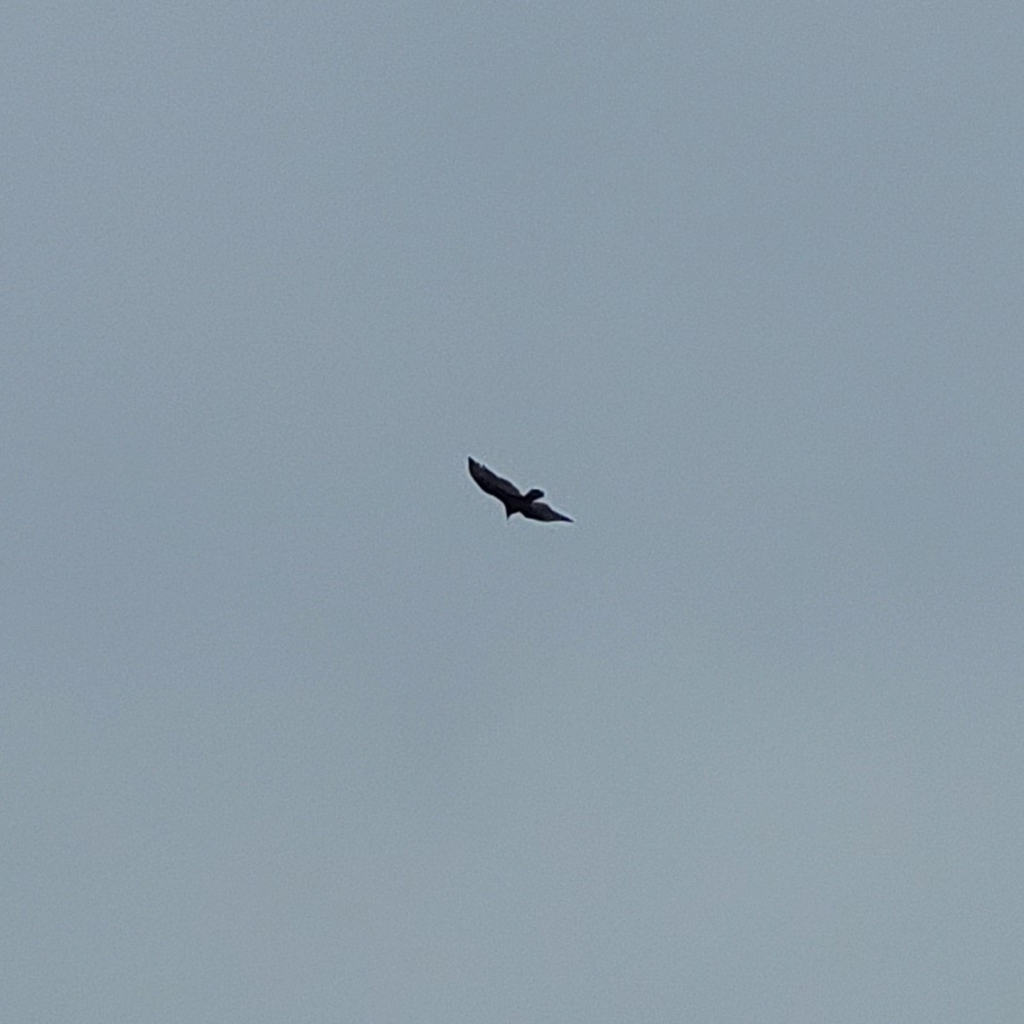 Turkey Vulture from Cranford, NJ 07016, USA on December 24, 2024 at 12: ...