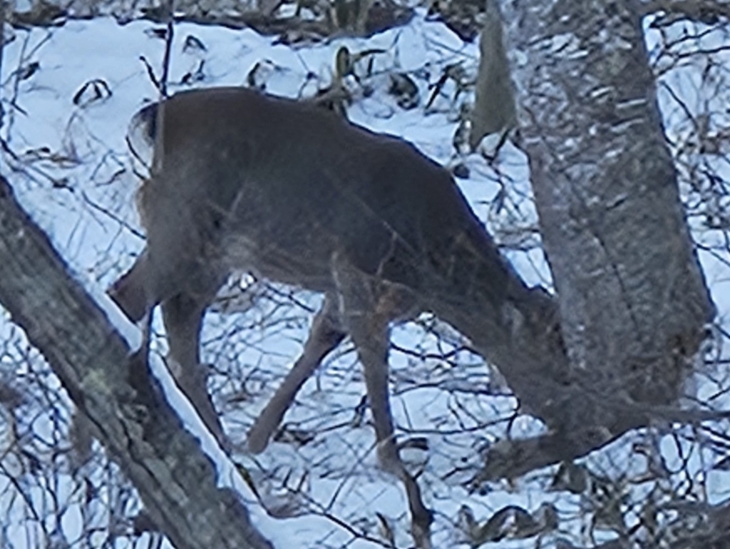 Hokkaido Sika Deer from Kushiro Shitsugen, Tsurui, JP-HK, JP on ...