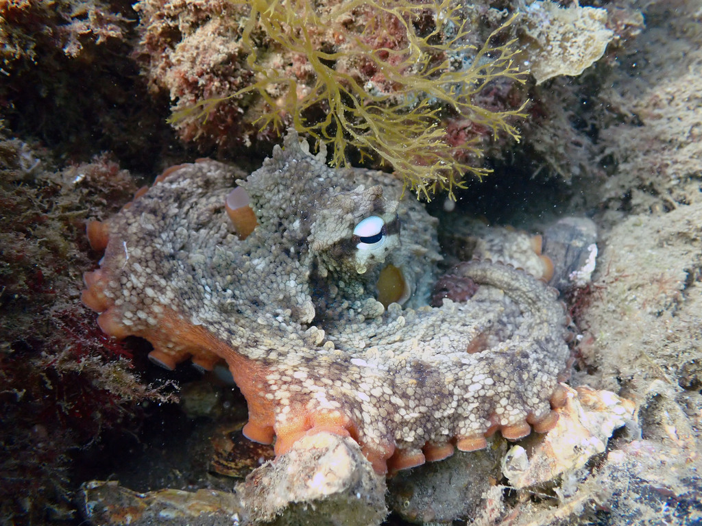 Common Sydney Octopus from Swansea Bridge on December 25, 2024 at 07:53 ...