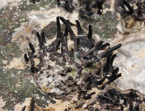 Spiny Rock Oyster (Saccostrea echinata) · iNaturalist