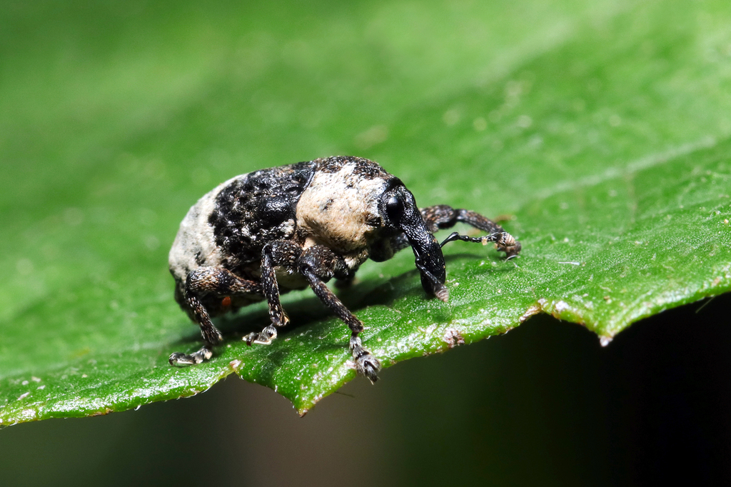 Sternuchopsis trifida from 日本、神奈川県横浜市栄区 on June 28, 2023 at 12:43 PM by ...