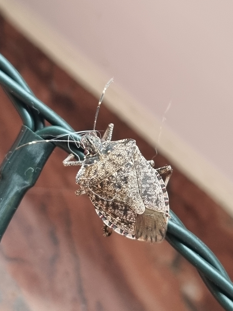 Brown Marmorated Stink Bug from Überruhr - Hinsel, 45277 Essen ...