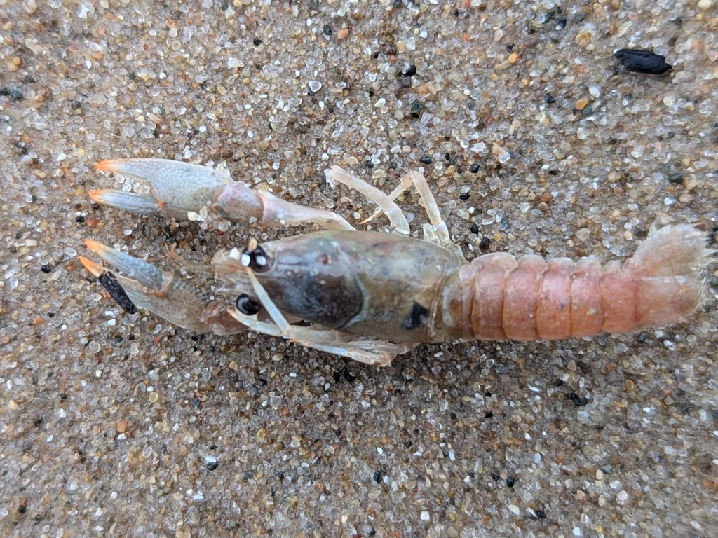 Northern Clearwater Crayfish from Grand Bend, ON N0M 1T0, Canada on ...
