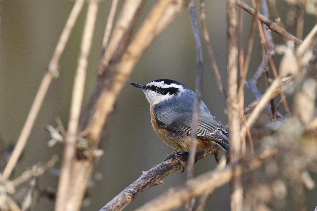 Red-breasted Nuthatch from Chesterfield County, VA, USA on January 18 ...