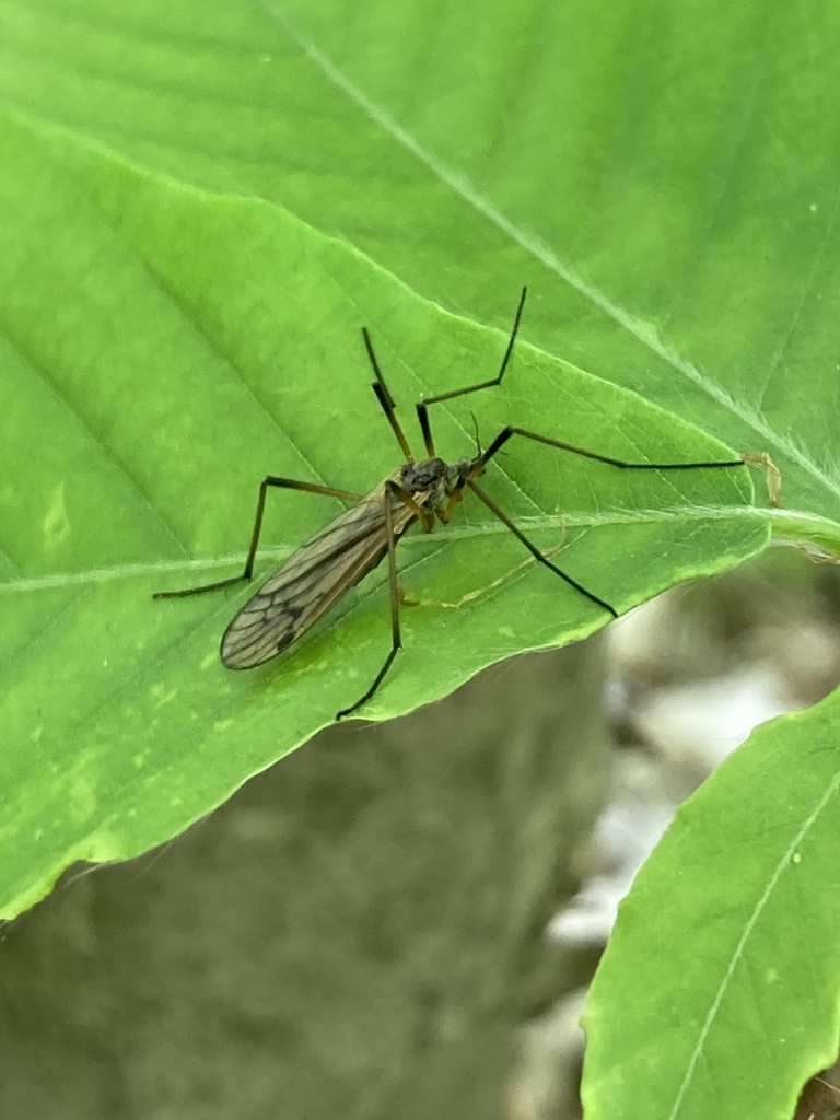 Prionolabis rufibasis from Orillia, ON, Canada on May 24, 2022 at 01:17 ...