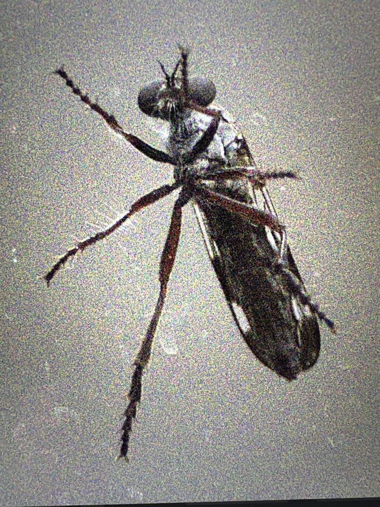 Nicocles in December 2024 by Andrew Melnick · iNaturalist