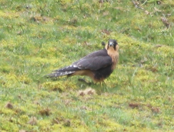 Aplomado Falcon from Salkantay, Peru on December 09, 2024 at 10:12 AM ...