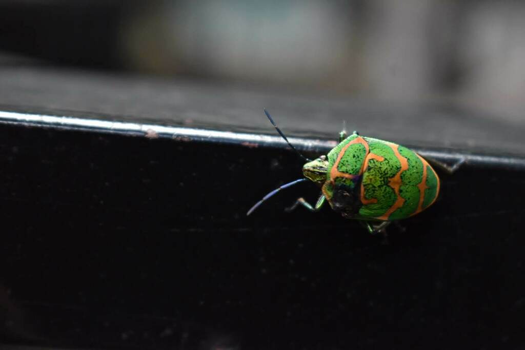 Clown Stink Bug from Sannai, Nikko, Tochigi 321-1431, Japan on June 13 ...