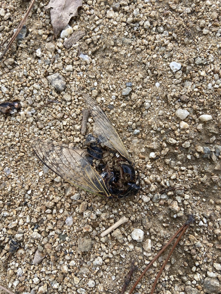 Black Giant Cicada from Kofuku-ji Temple, Nara, Nara, JP on September ...