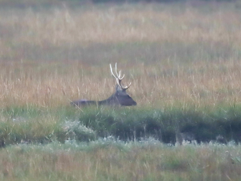 Typical Old World Deer and Elk from Rspb Work Centre, Arne, Wareham ...