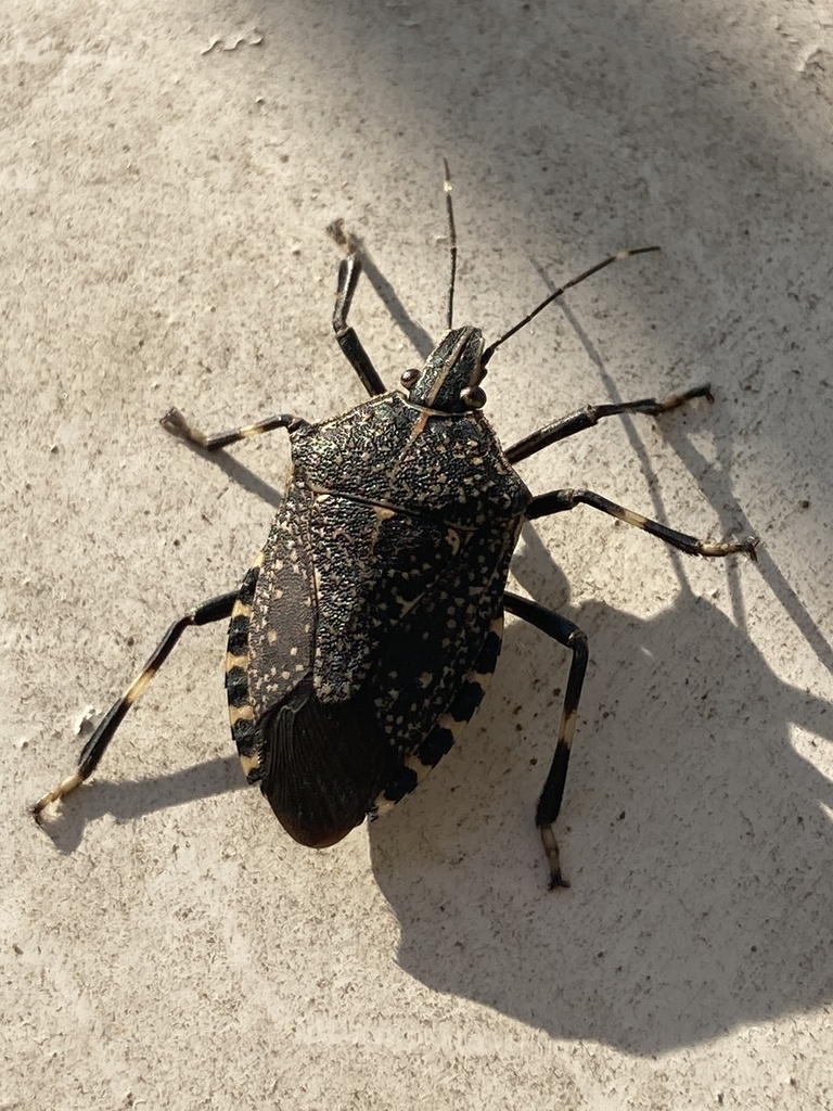 Yellow-spotted Stink Bug from 本州, 川崎市, 神奈川県, JP on December 26, 2024 at ...