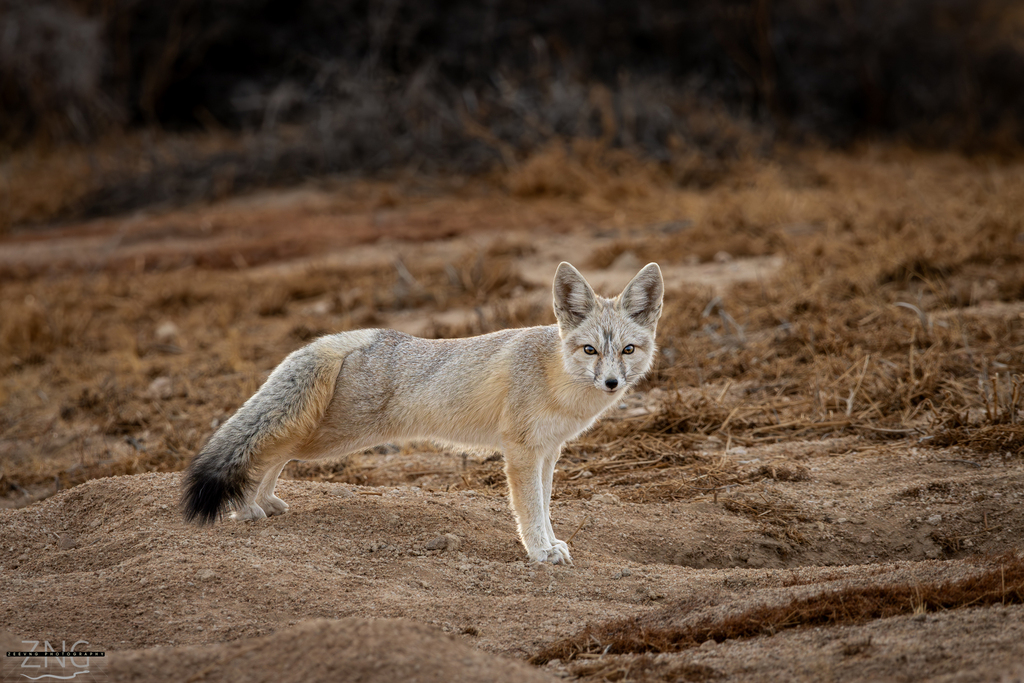 Desert Kit Fox in December 2024 by Zeev NG · iNaturalist