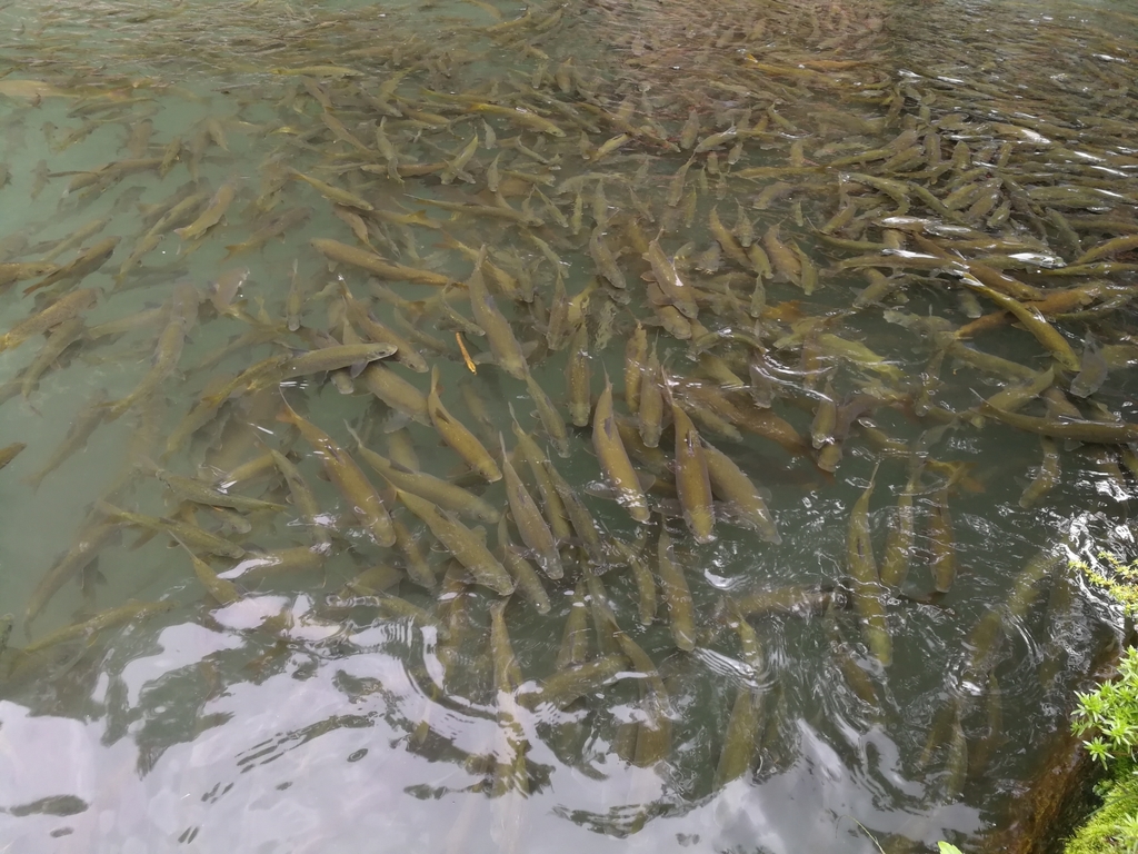 Kunming Snout Trout in September 2018 by Water River · iNaturalist