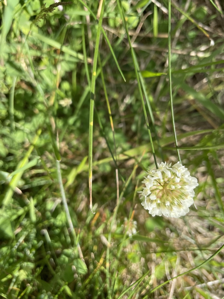 white clover from Fiordland National Park, Fiordland National Park ...