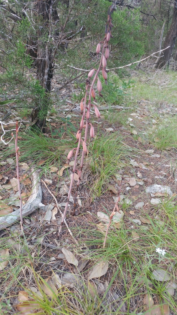 Arizona crested coralroot in July 2019 by Shannon Slivinske · iNaturalist