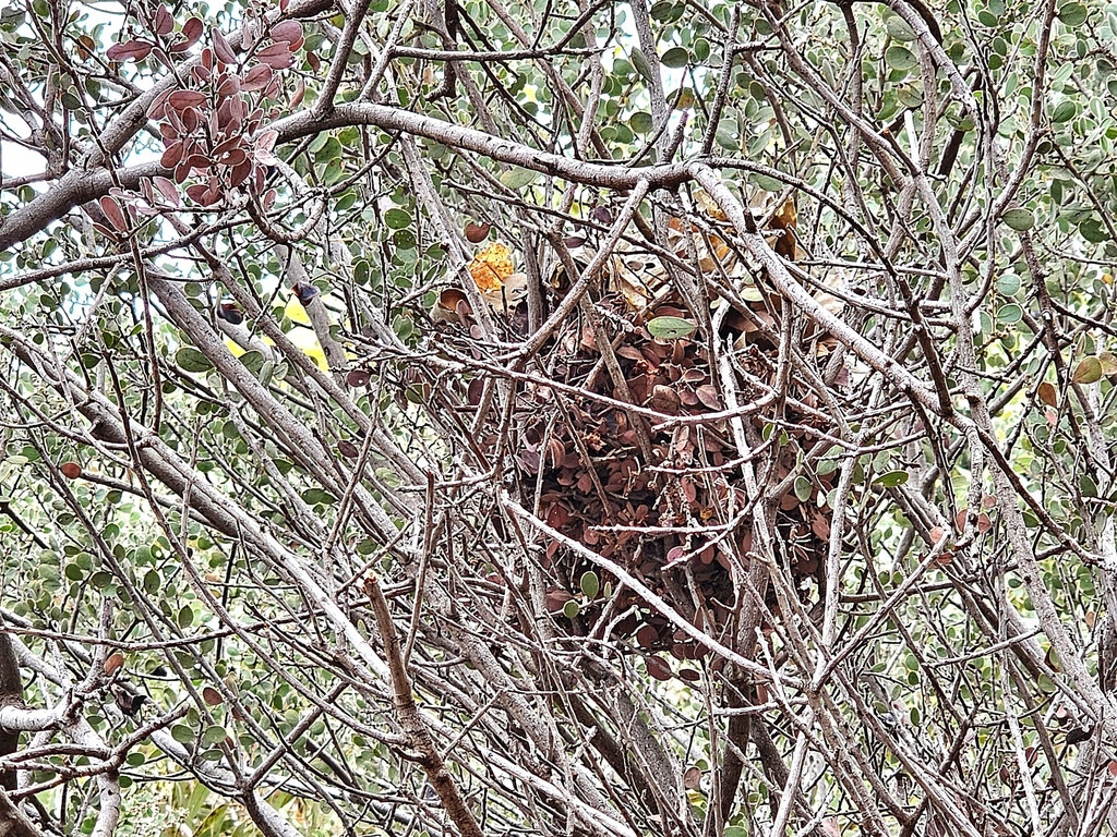 Mammals from Goodman Building, Adelaide SA 5000, Australia on February ...