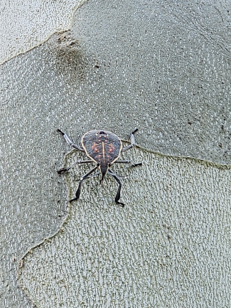 Yellow-spotted Stink Bug from 428-0501日本 on September 20, 2024 at 03:57 ...